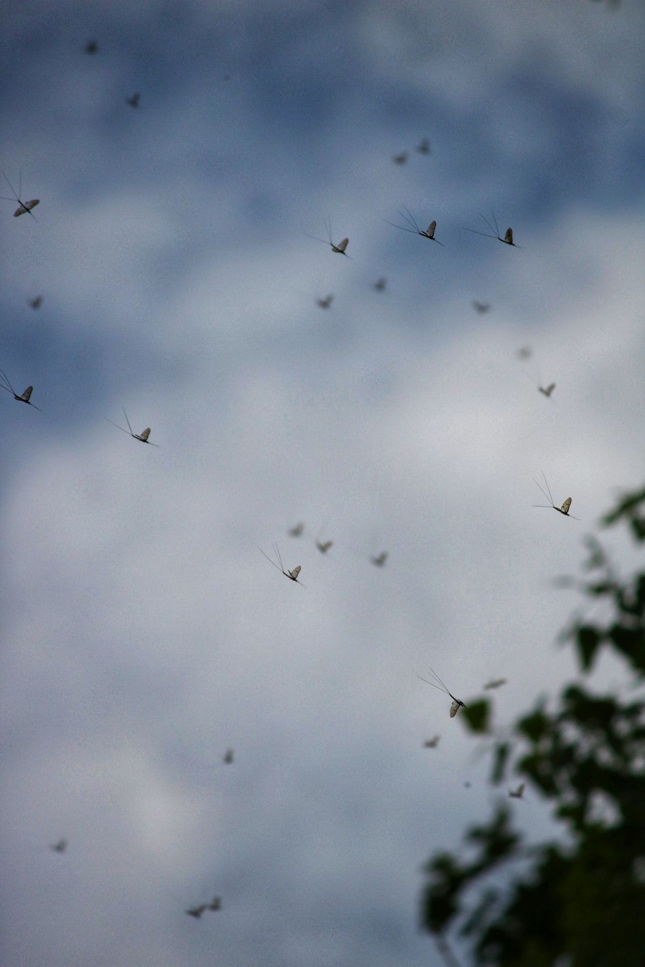 Mayfly Walks. 23, 26 & 30 May – Ver Valley Society