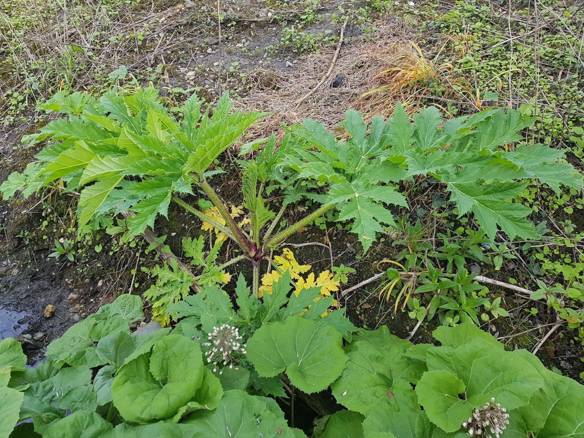 Alien plants – have you seen them? – Ver Valley Society