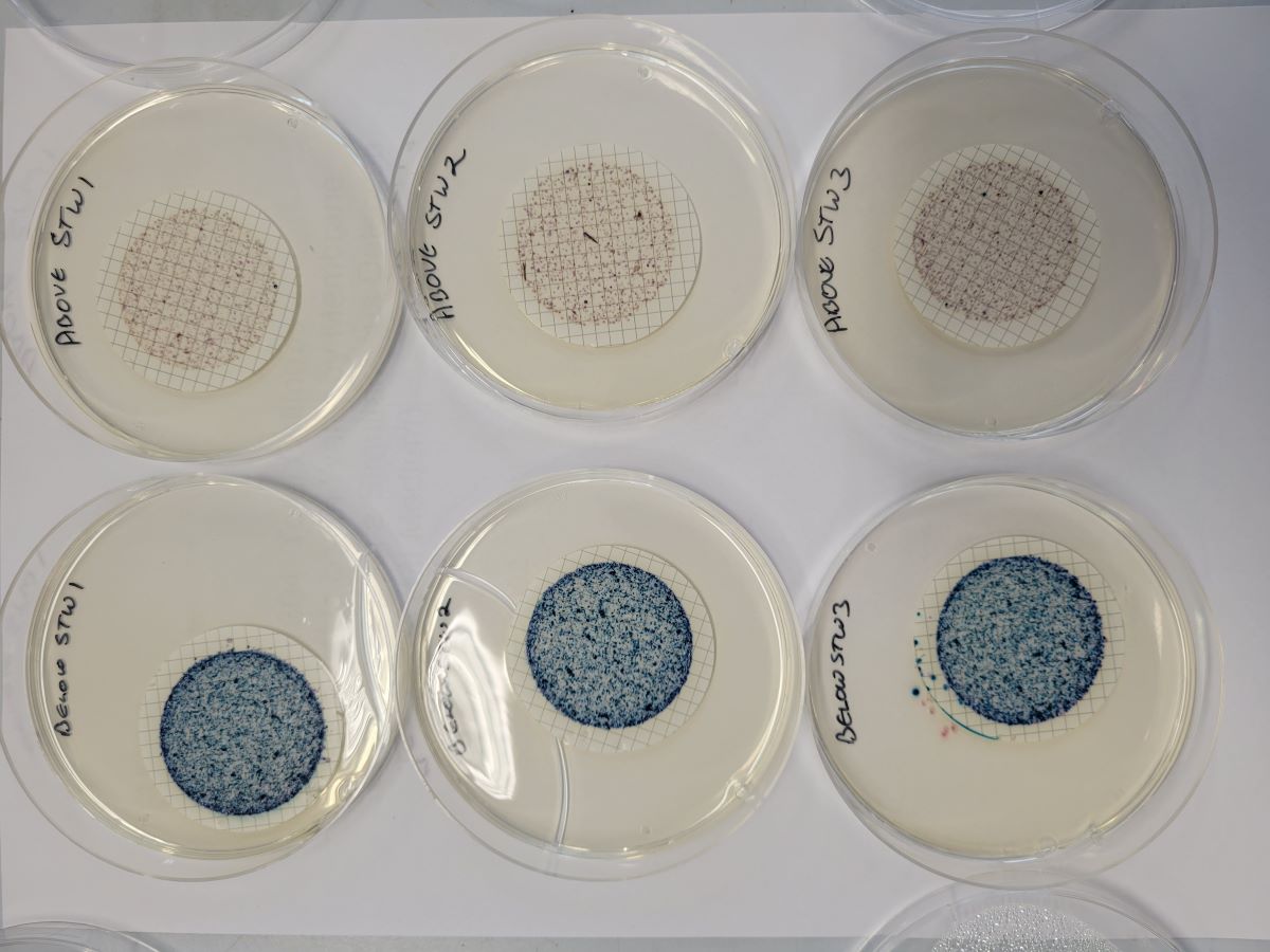 E. coli levels in the River Ver six times bathing standard – Ver Valley ...